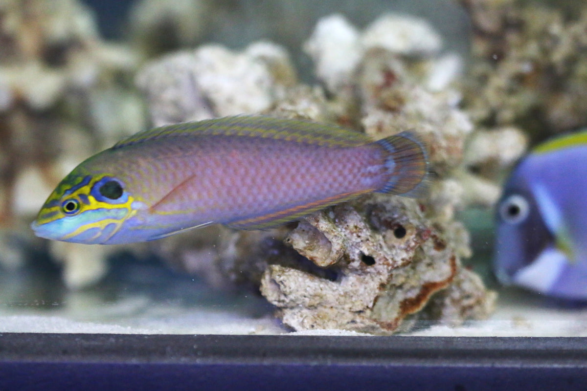 Buy Earmuff Wrasse - Fast Delivery | ReefHaven