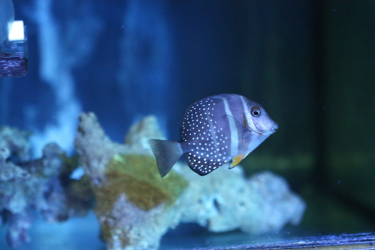 Mustard Tang – ReefHaven