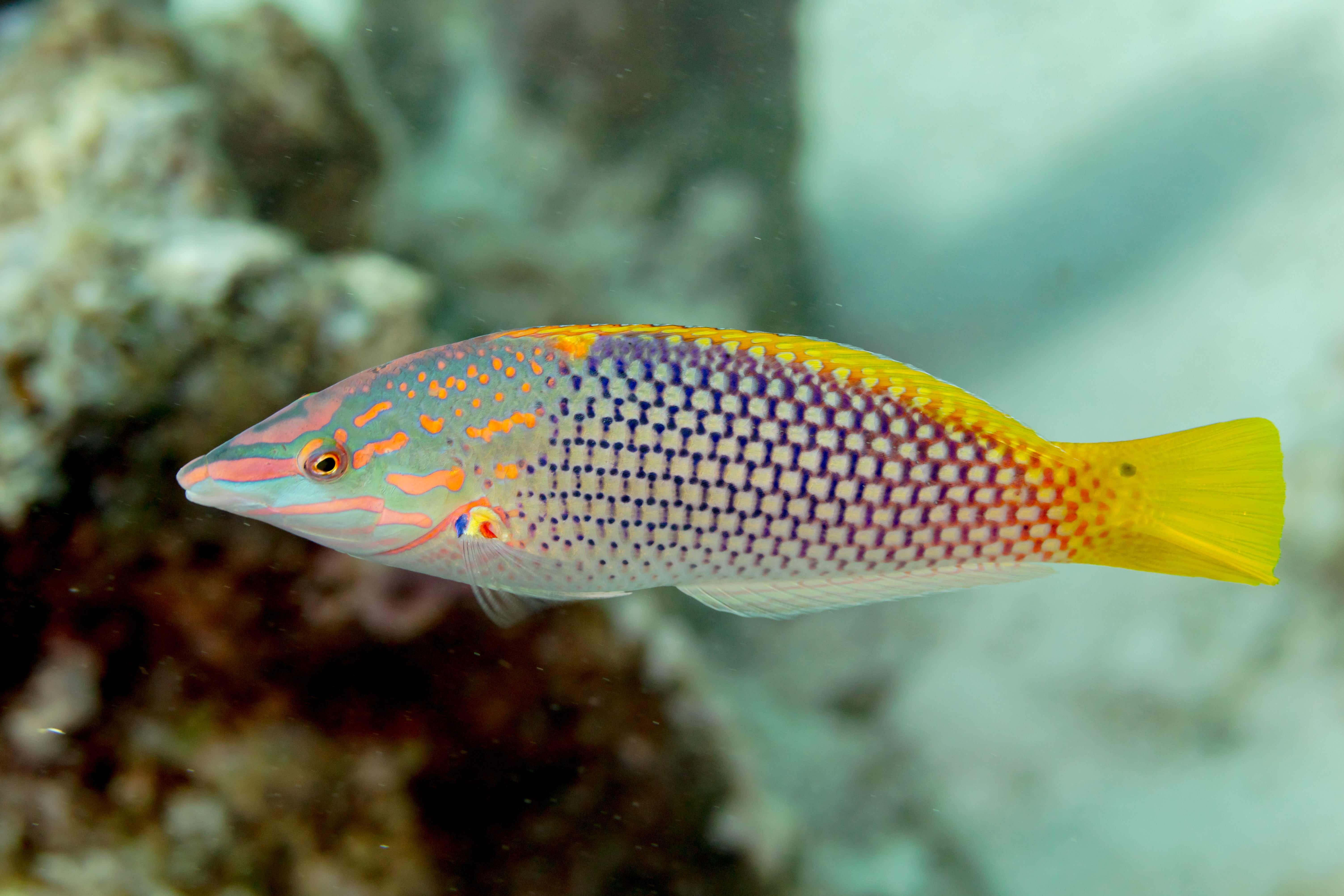 Checkerboard Wrasse – ReefHaven