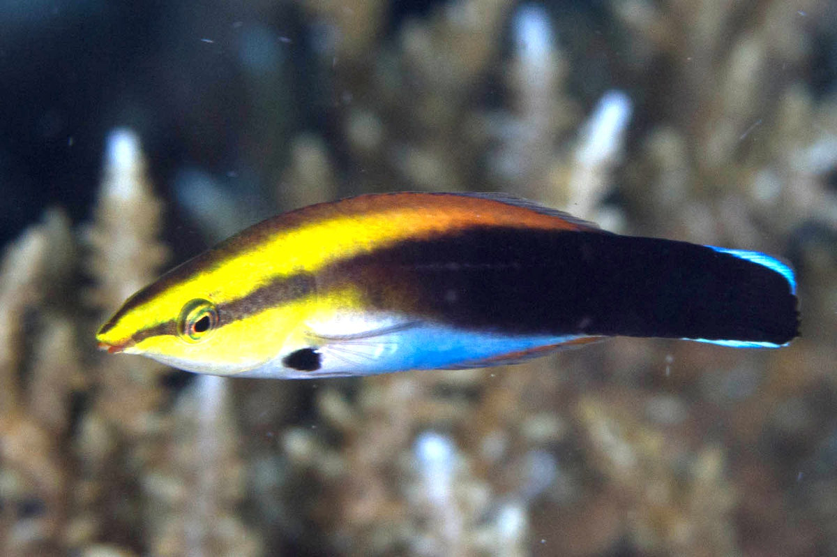 Gold Cleaner Wrasse – ReefHaven