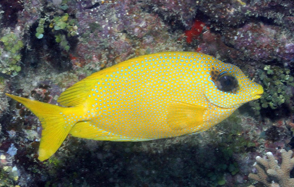 Blue Spotted Rabbitfish – ReefHaven