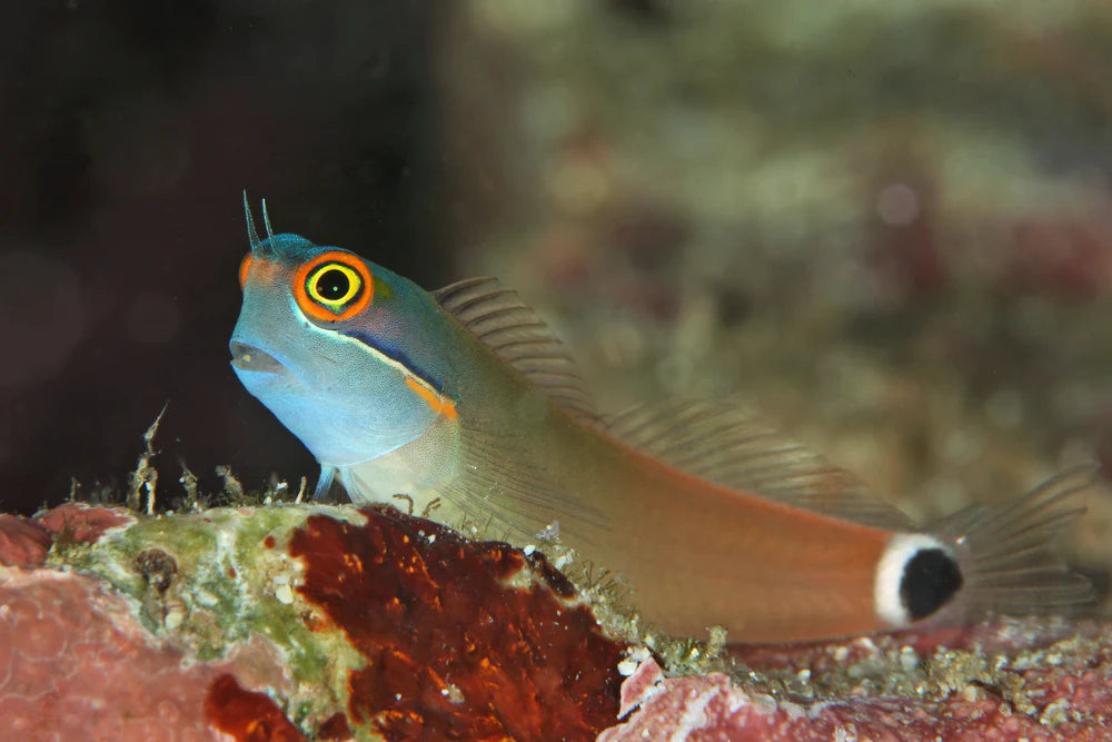 Tailspot Blenny – ReefHaven