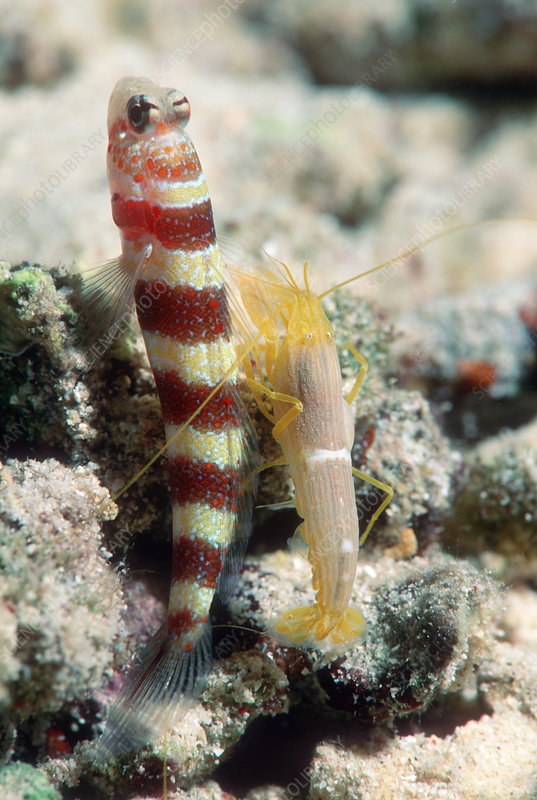 Wheeler Shrimp Goby Pair – ReefHaven
