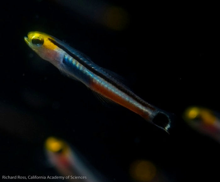 Pygmy Dart Goby – ReefHaven