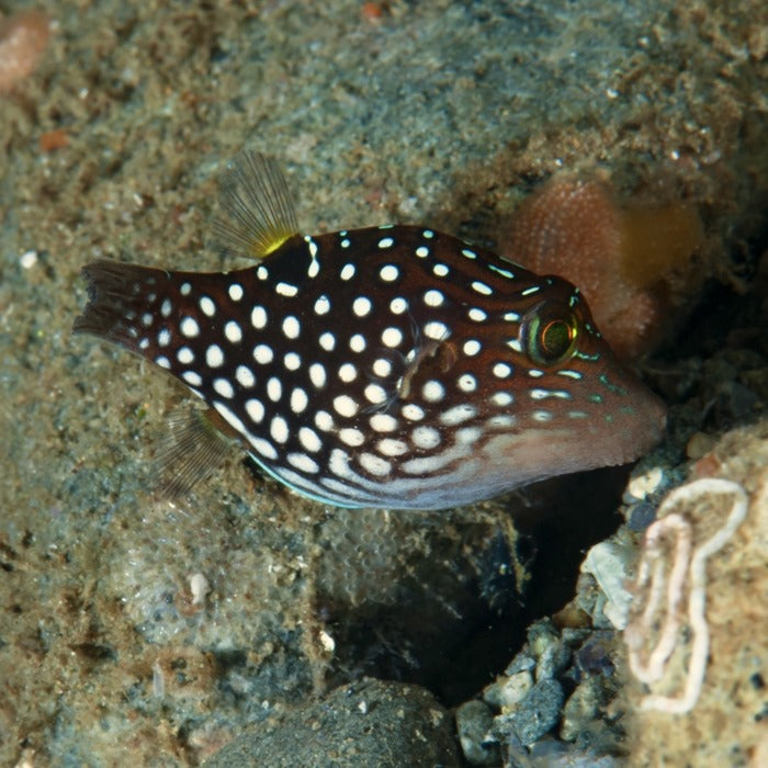 Honeycomb Puffer – ReefHaven
