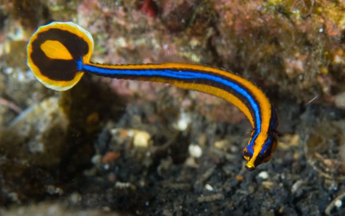 Blue Stripe Pipefish – ReefHaven