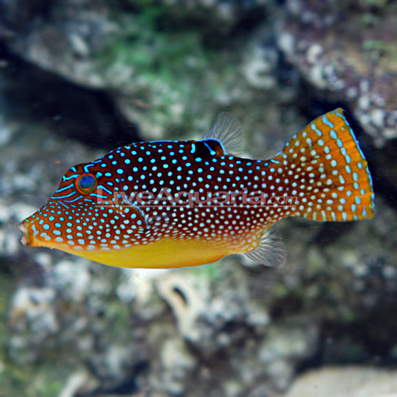 Orange Tail Puffer – ReefHaven