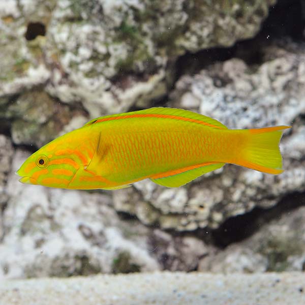 Lime Sunset Wrasse (Coral Safe) – ReefHaven