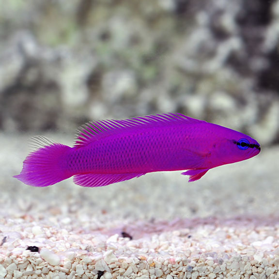 Orchid Dottyback (Captive Bred) – ReefHaven