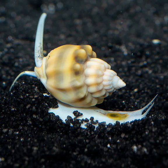 Zombie Snails – ReefHaven