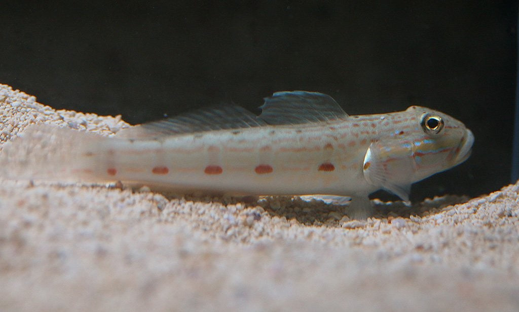 Long Fin Goby – ReefHaven