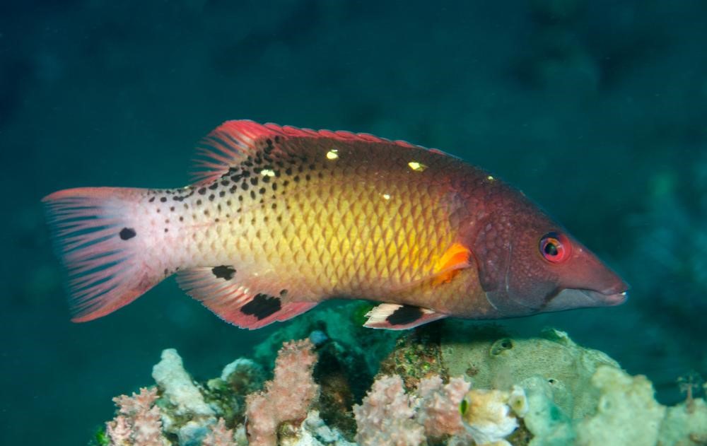 Marine Fish – ReefHaven