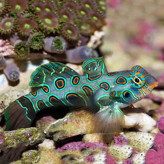 Marine Fish#N# – ReefHaven