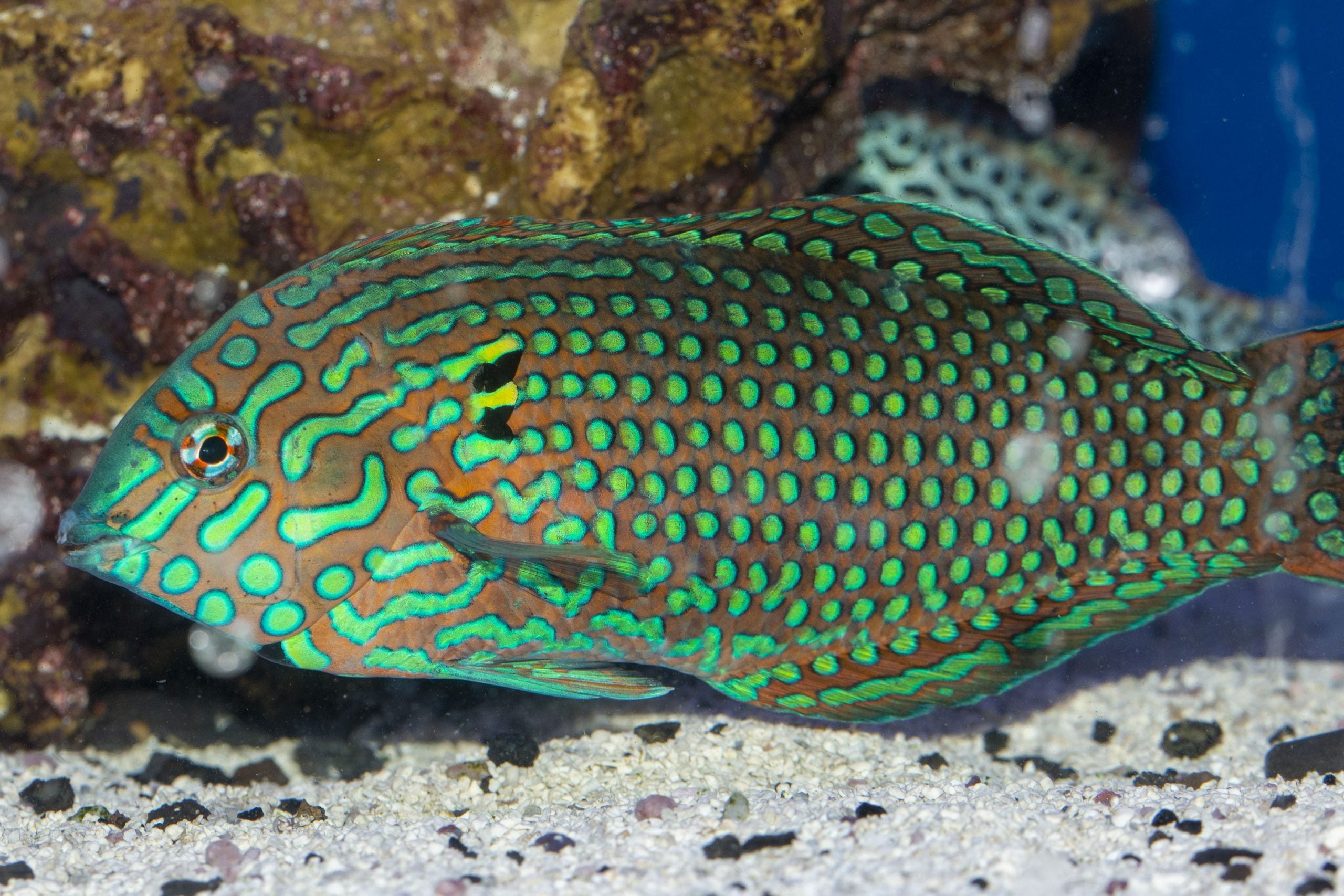 Green Leopard Wrasse (Male) – ReefHaven