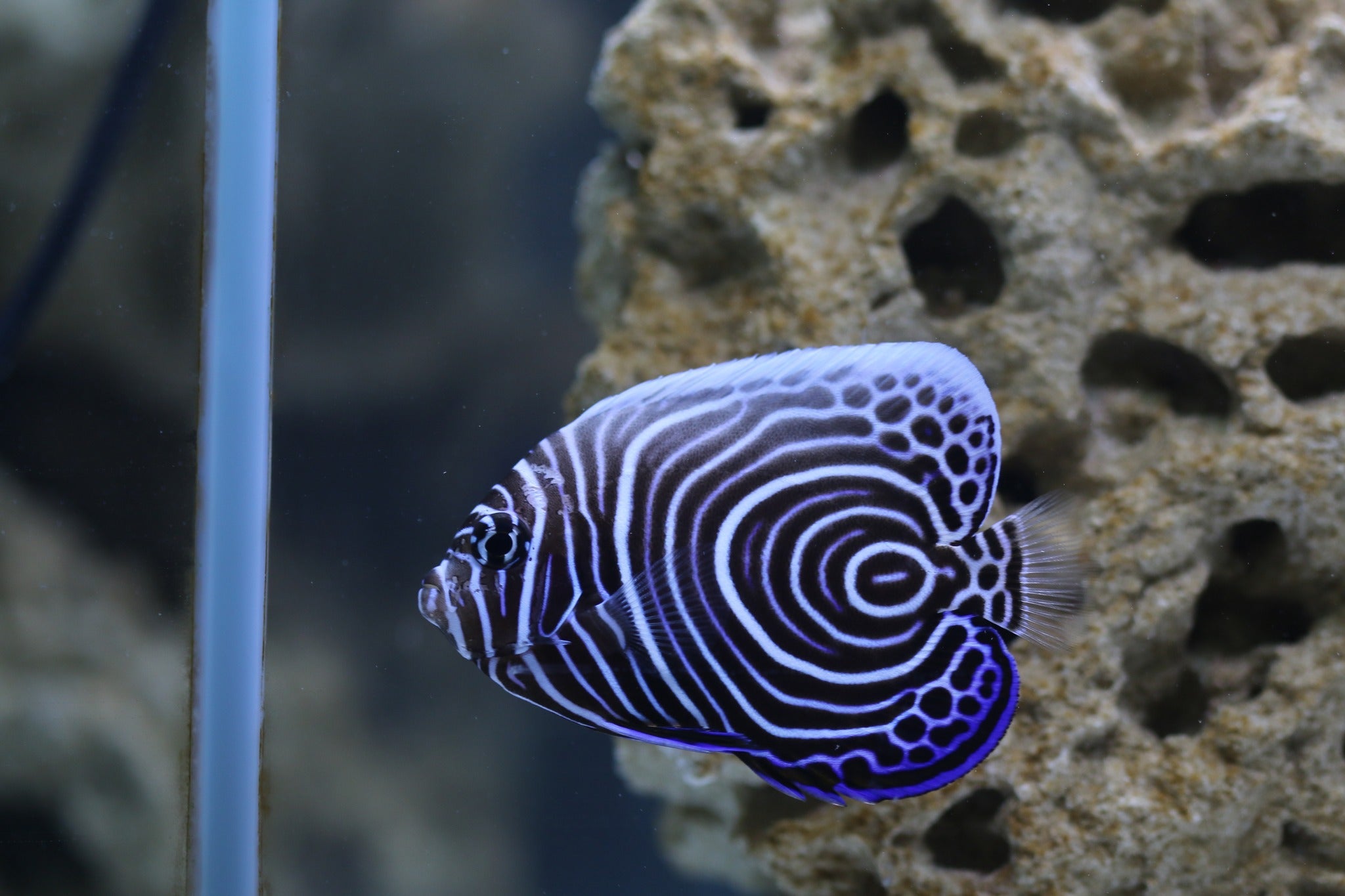 Emperor Angel (Juvenile) – ReefHaven