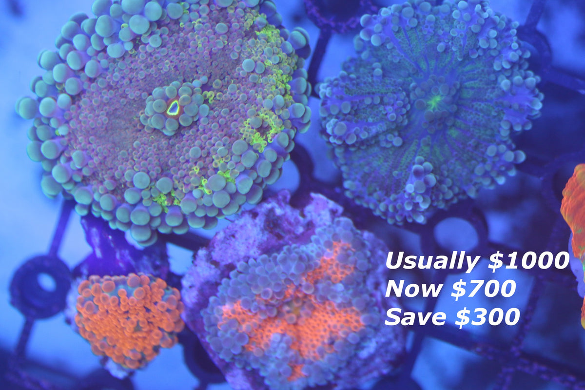 Ric Pack – ReefHaven