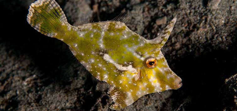 Buy Matted FIlefish (Eats Aiptasia) - Fast Delivery – ReefHaven