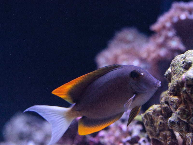 Tomini Tang – ReefHaven