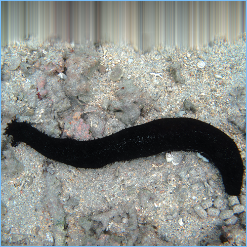 Black Sea Cucumber – ReefHaven