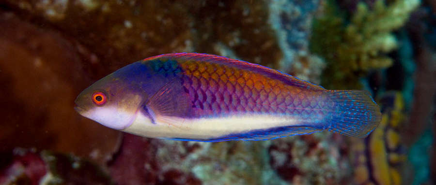 Blue Fairy Wrasse – ReefHaven