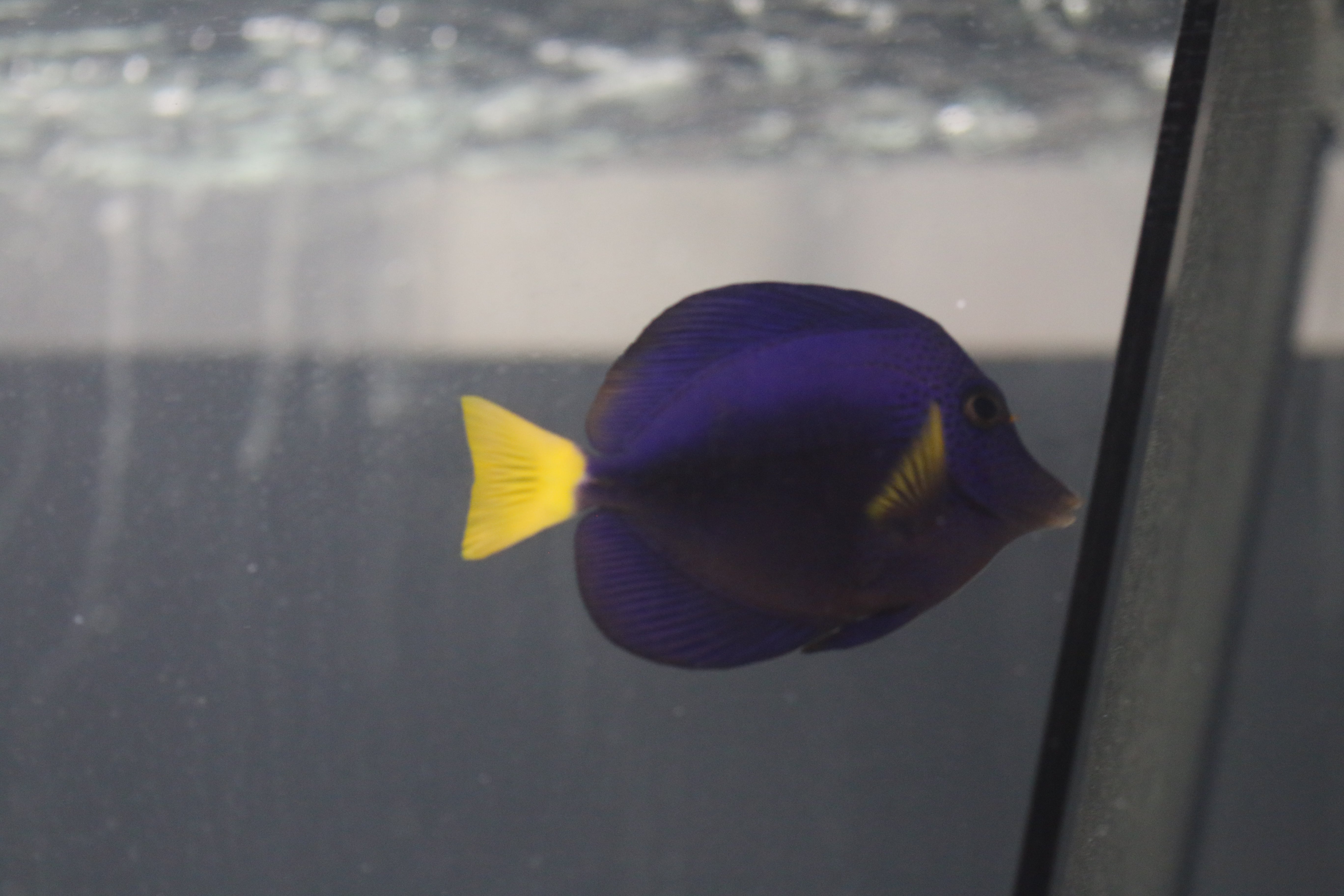 Purple Tang – ReefHaven