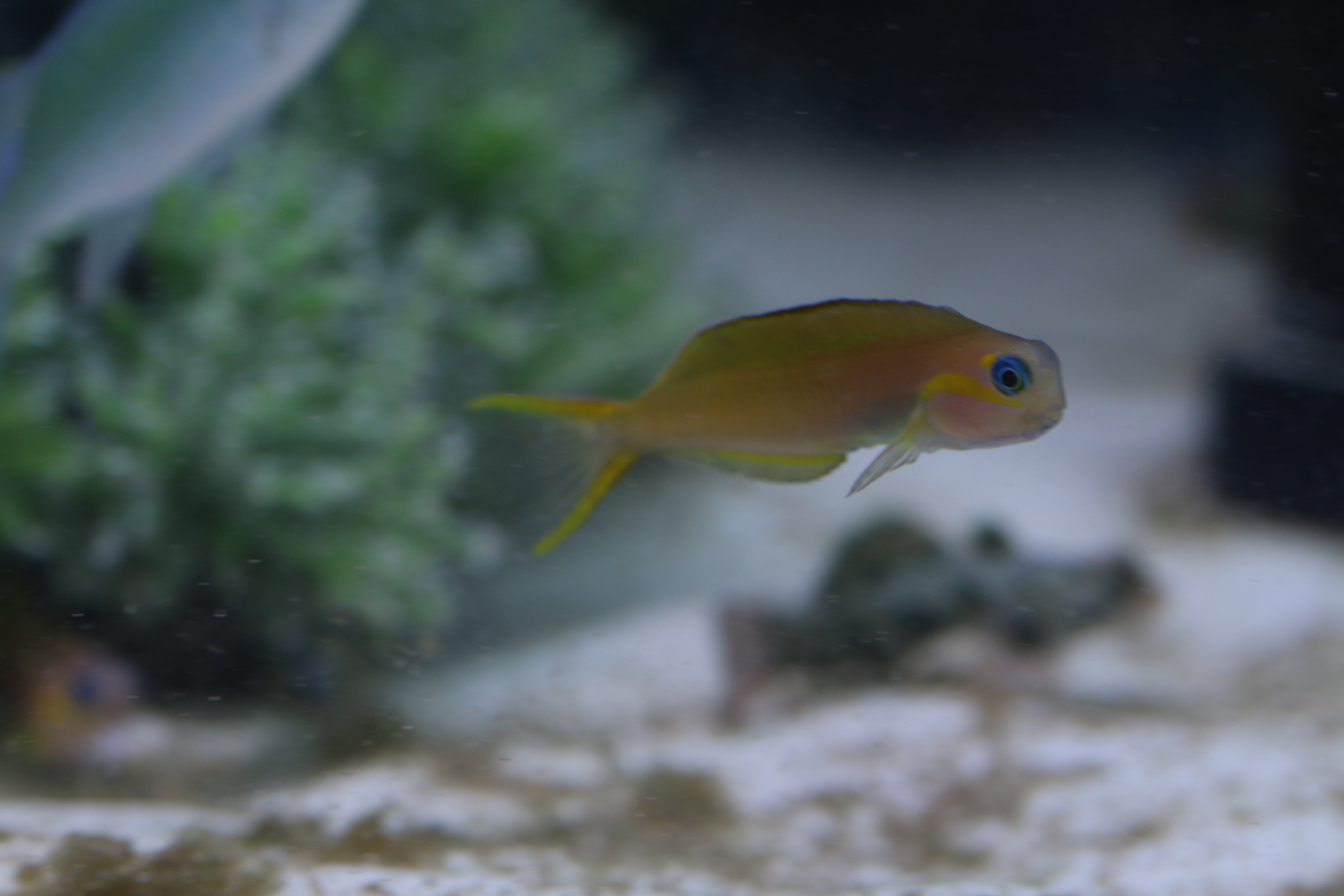 Golden Midas Blenny – ReefHaven