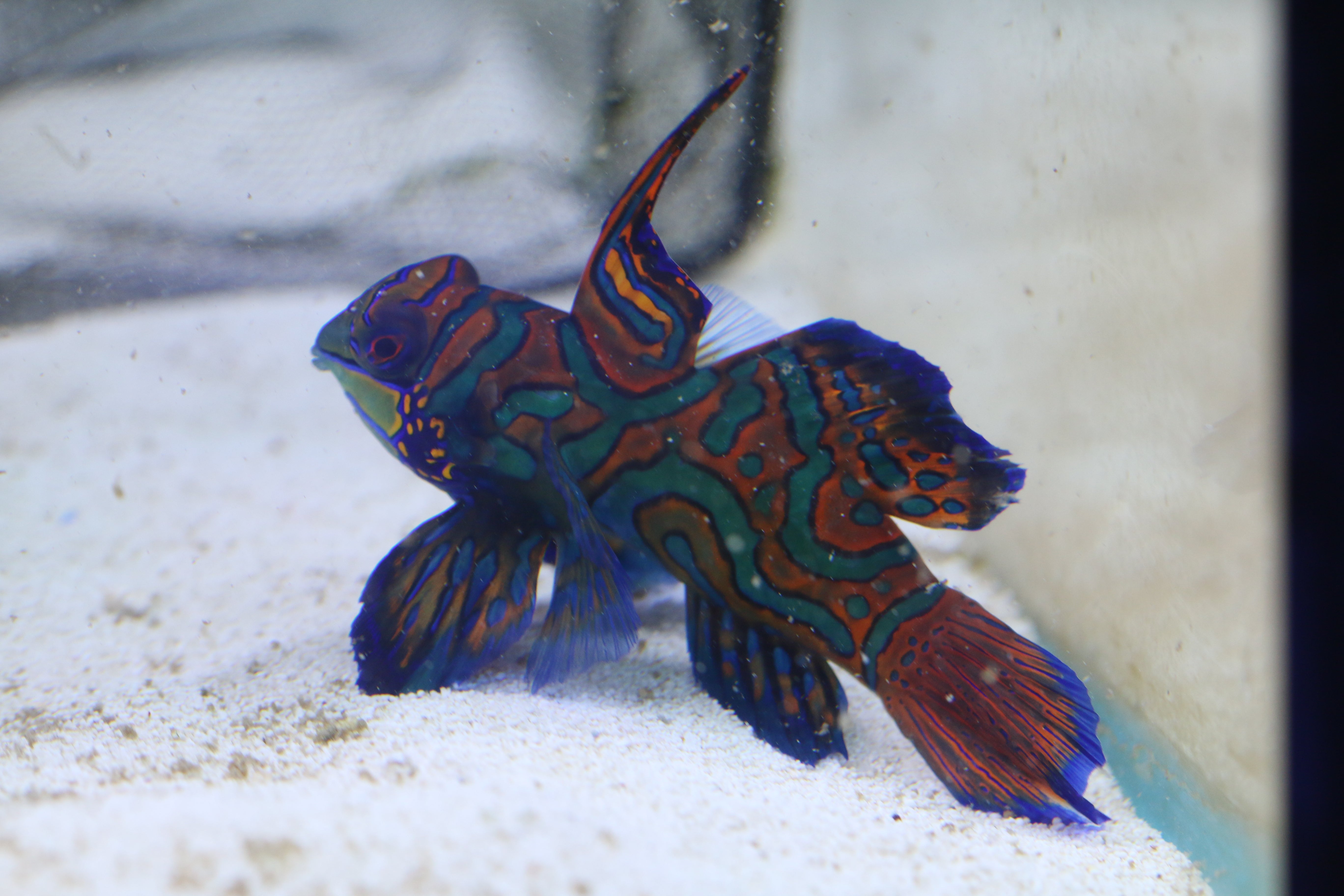 Mandarin Fish – ReefHaven
