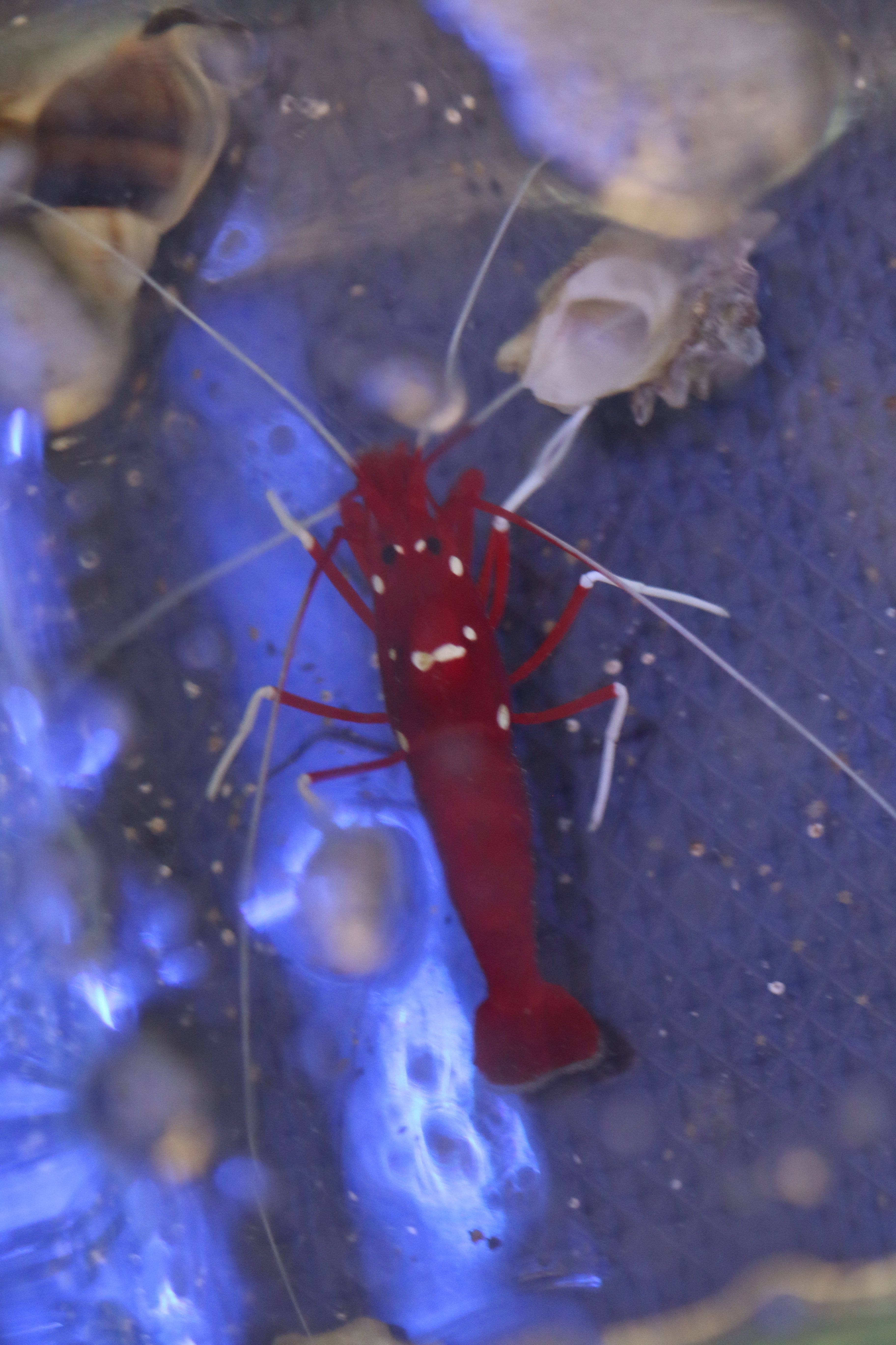 Blood Shrimp (Large size) – ReefHaven