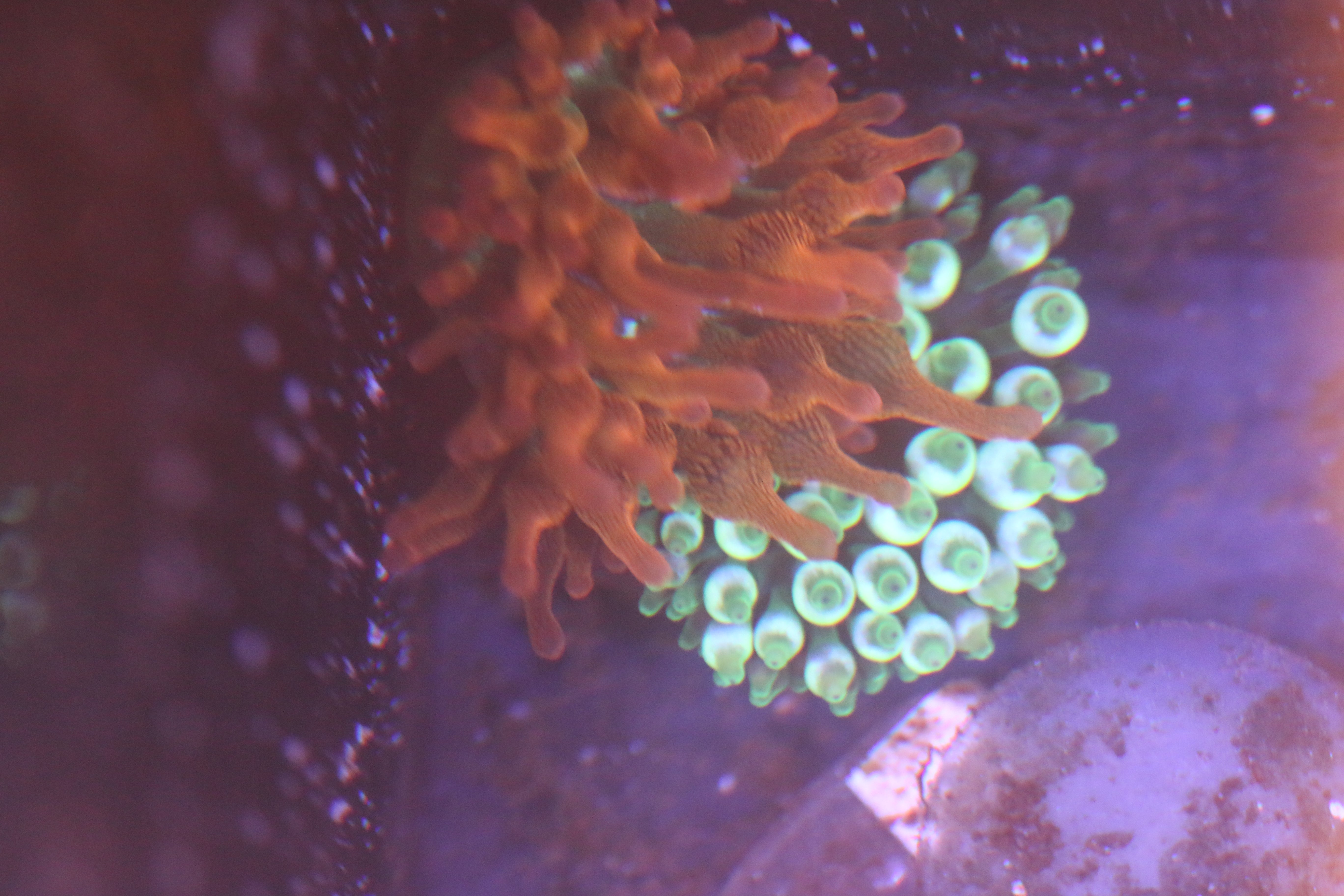 Green BTA (Underneath the red nem) – ReefHaven