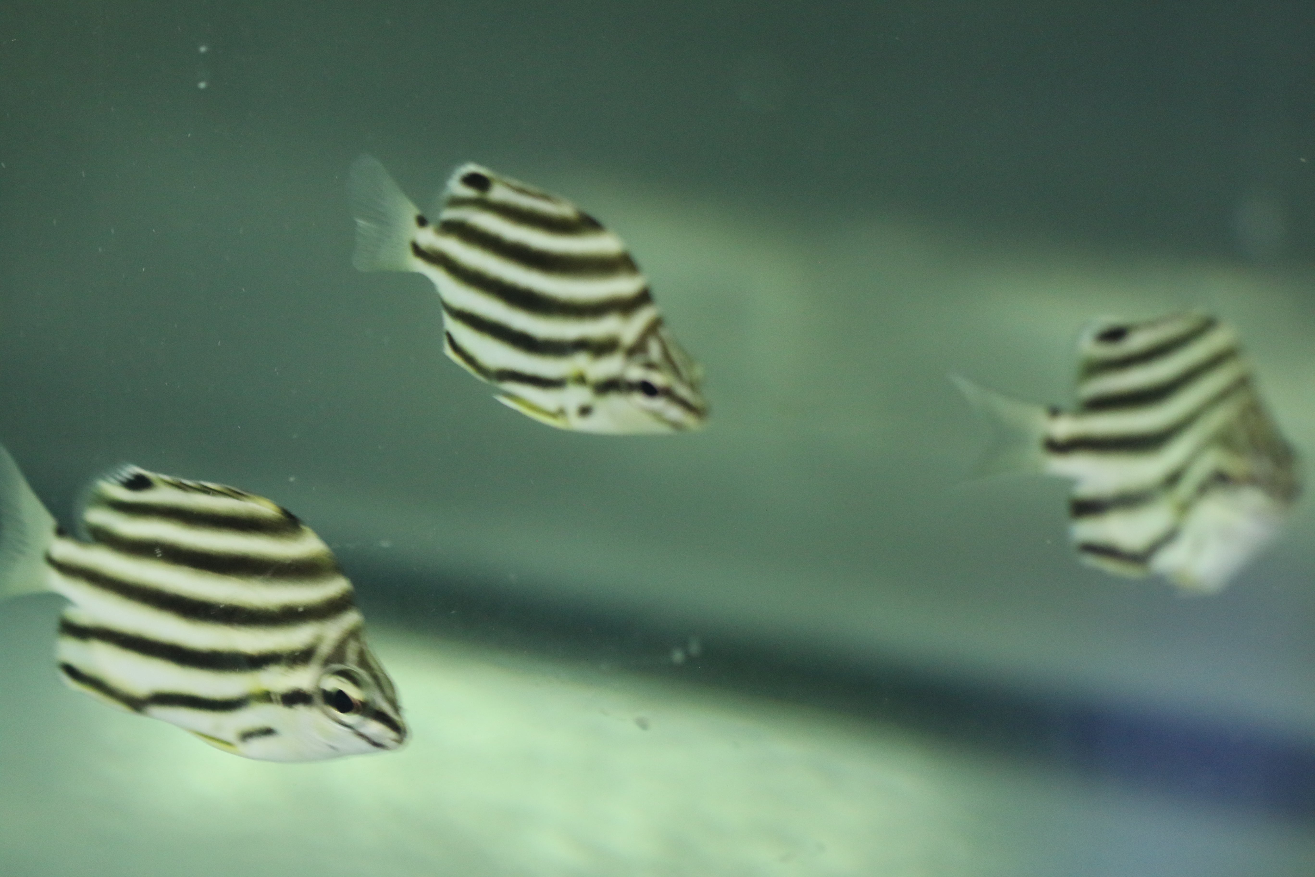 Australian Stripey (Baby sized 3-5cm) – ReefHaven