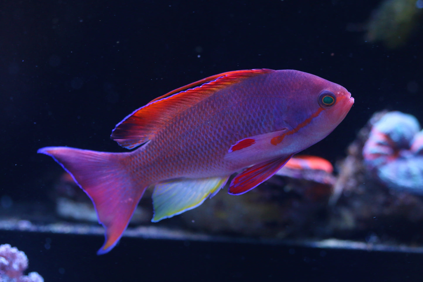 Lyretail Anthia – ReefHaven