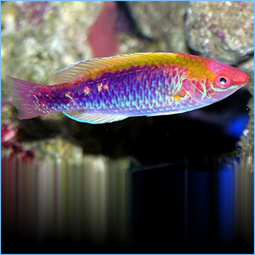 Lubbock's Fairy Wrasse – ReefHaven