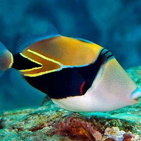 Rectangle Trigger – ReefHaven