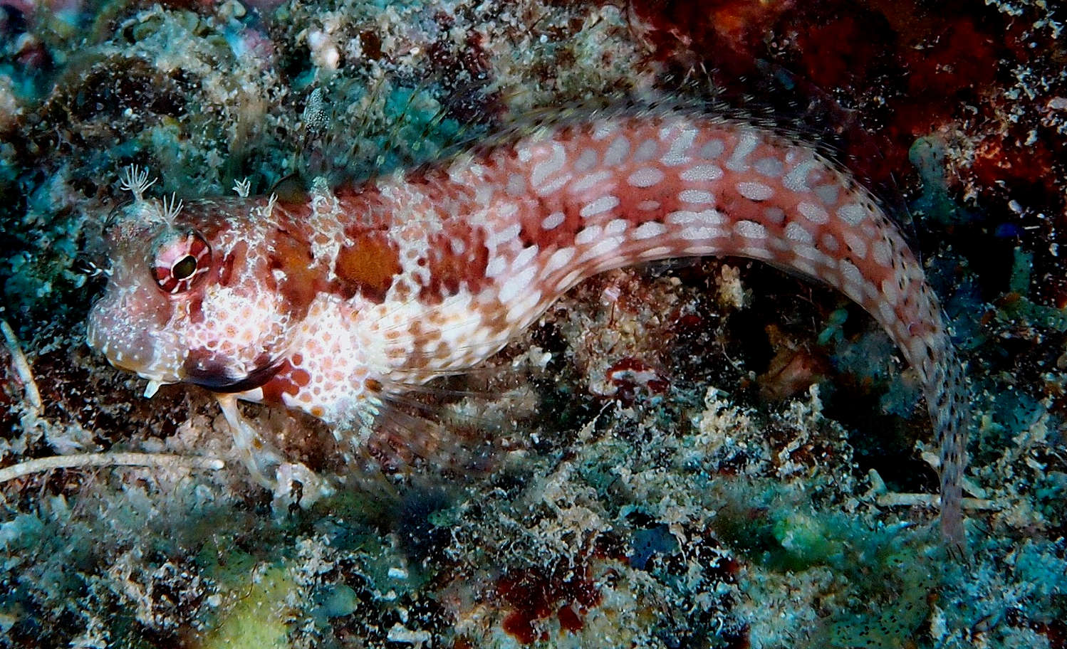 Triplespot Blenny – ReefHaven