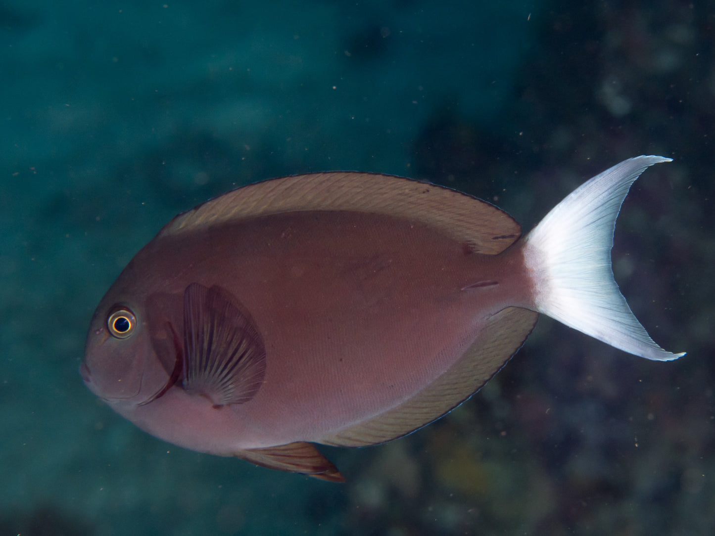 Thompson’s Surgeonfish – ReefHaven