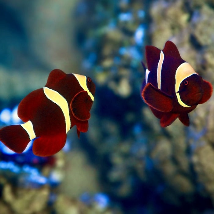 Gold Striped Maroon Clown – ReefHaven