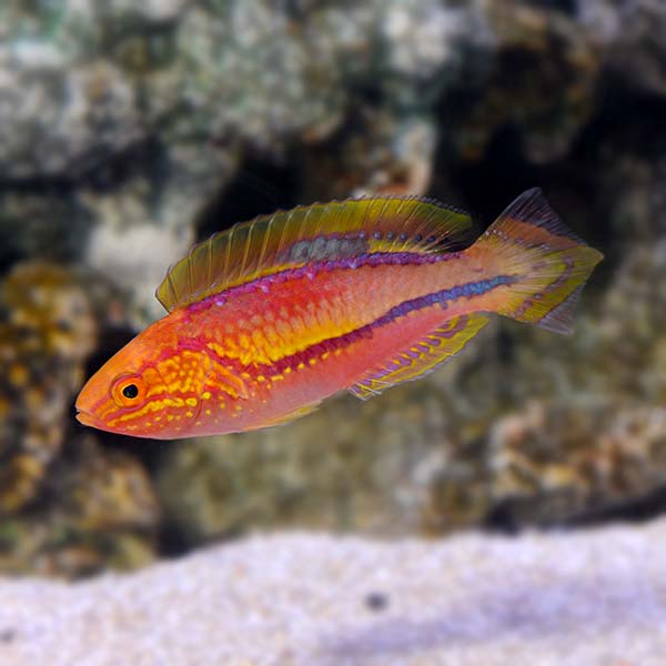 Splendid Pintail Fairy Wrasse (Rare) – ReefHaven