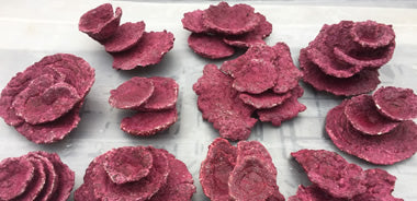 Real Reef Scrolling Rock (Per Kg) – ReefHaven