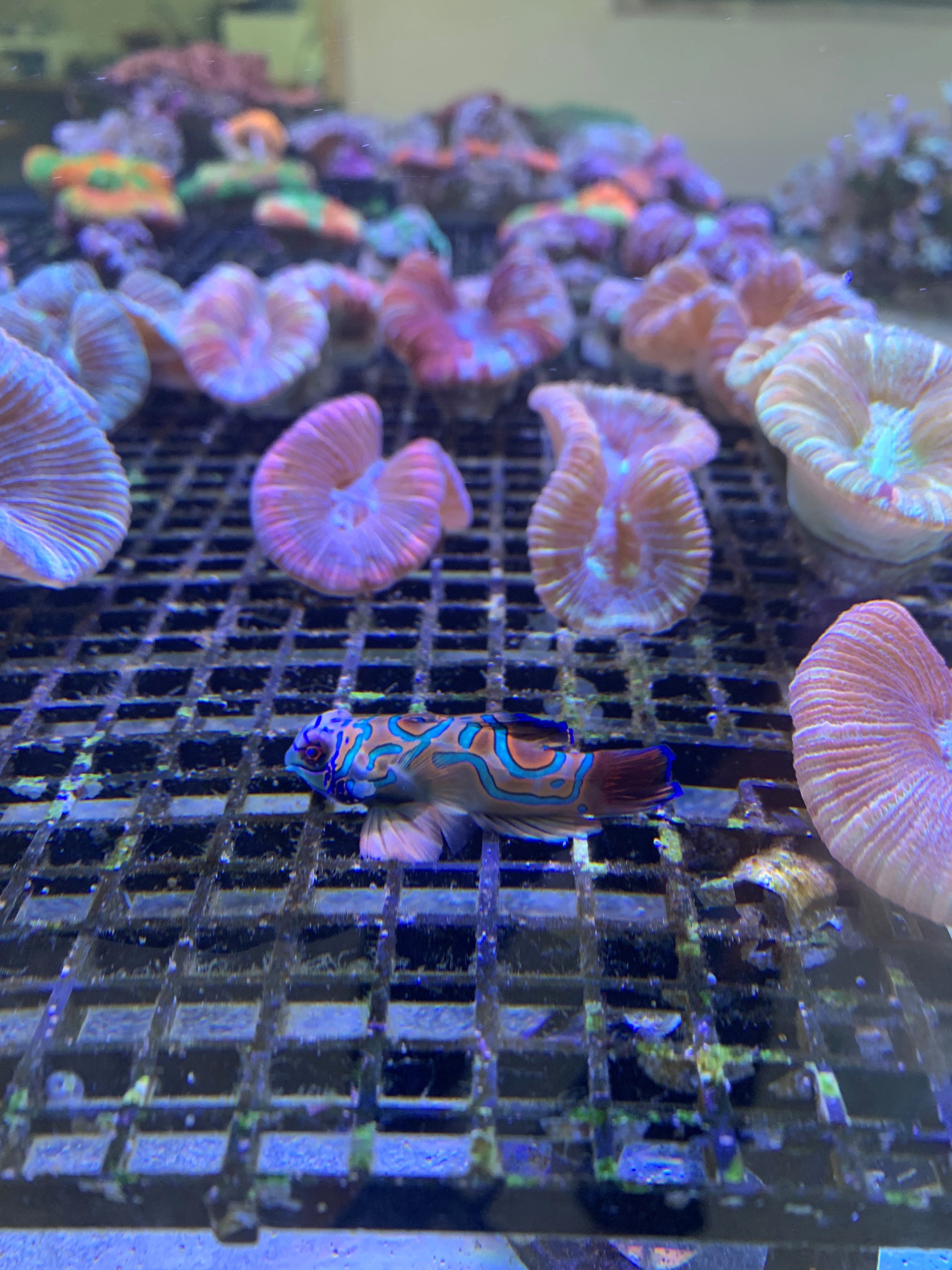 Red Mandarin Fish – ReefHaven