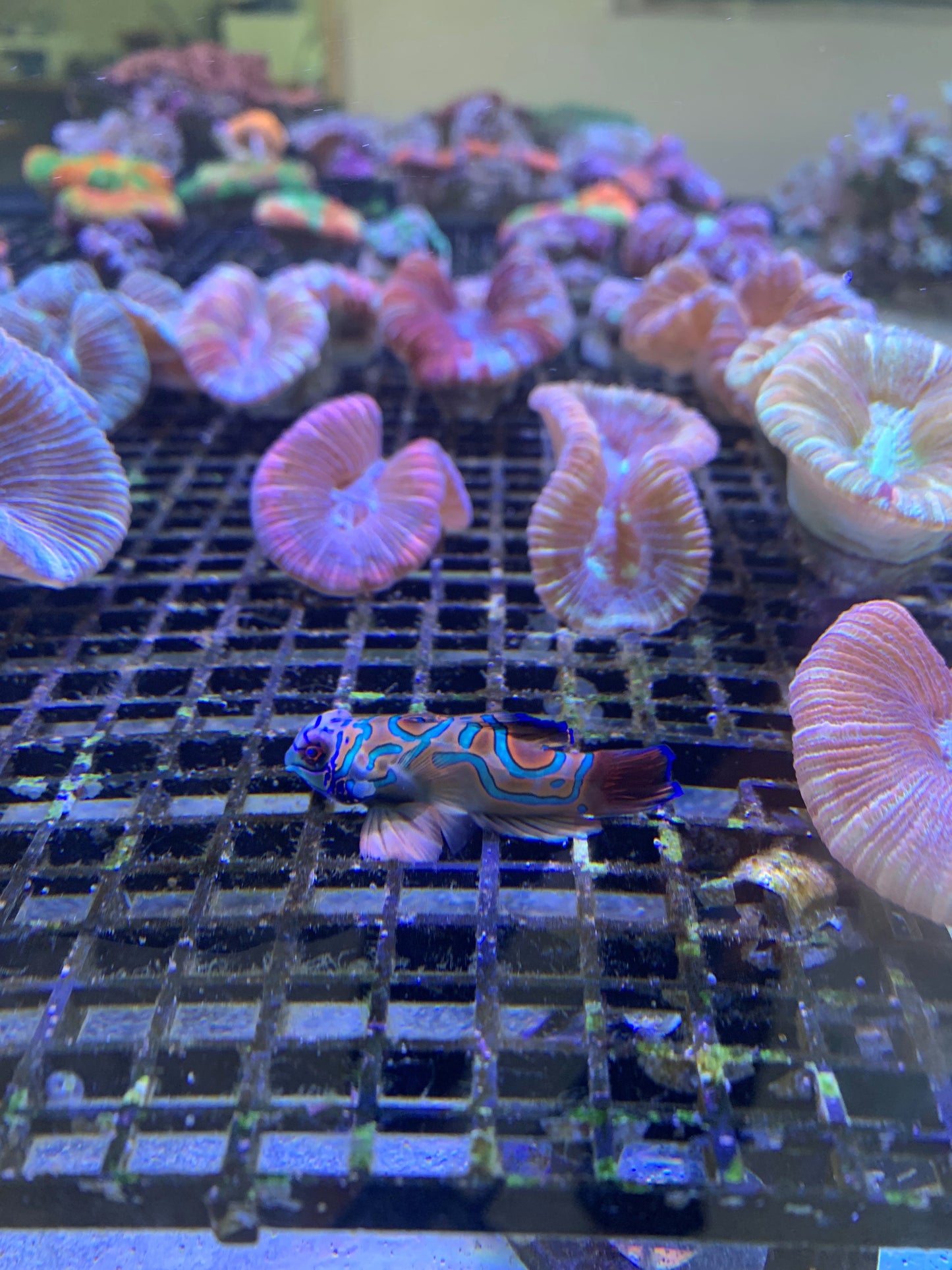 Red Mandarin Fish – ReefHaven