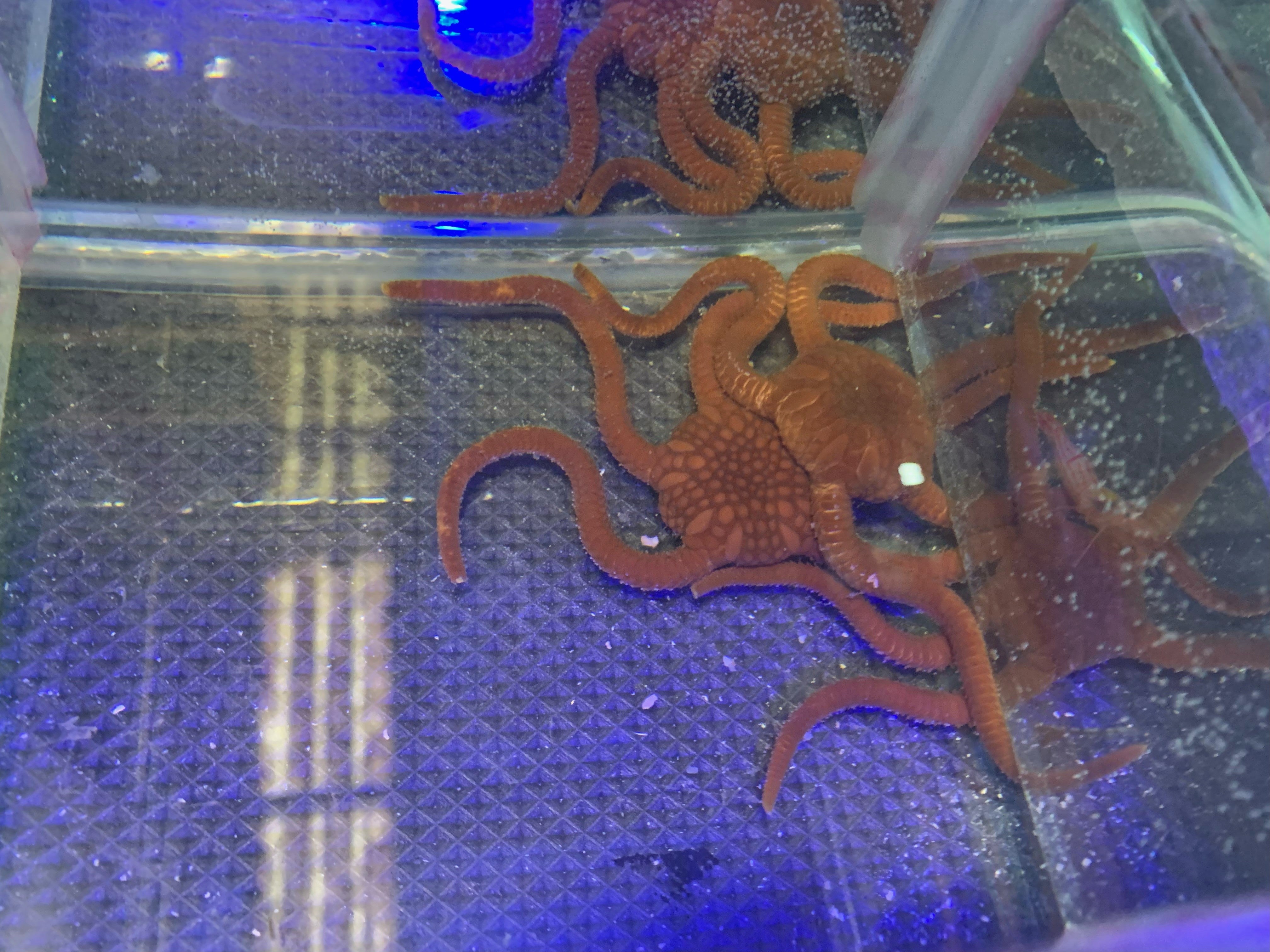 Iconaster Serpent Star fish – ReefHaven