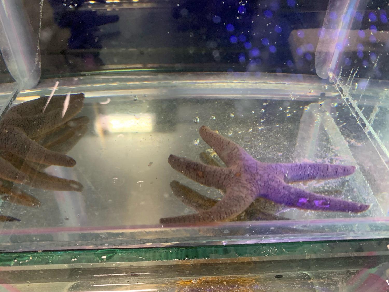 Linkia Starfish – ReefHaven