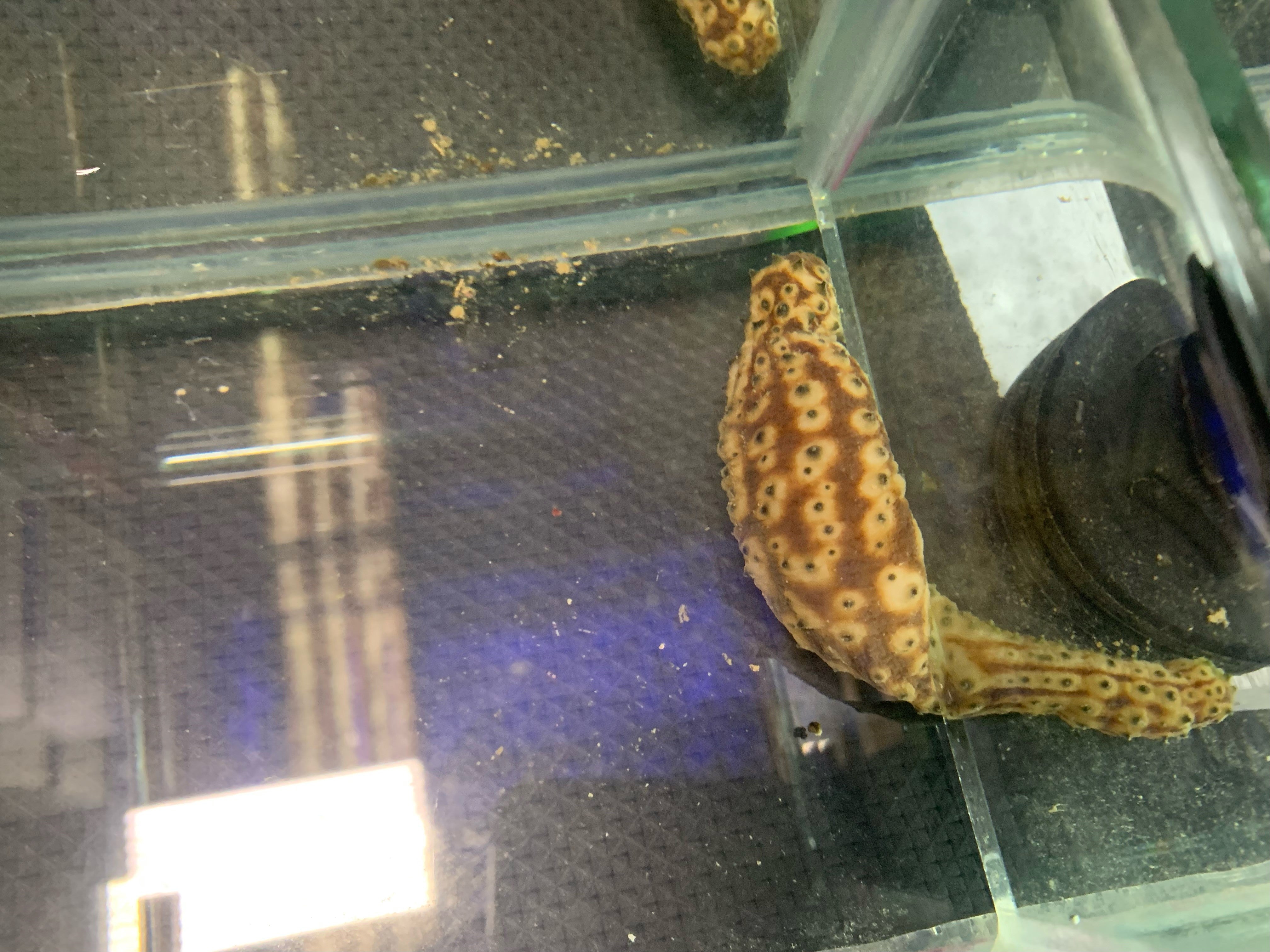 Tiger Sea Cucumber – ReefHaven